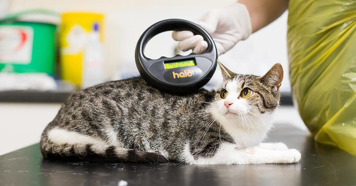 The Rise of Online Cat Microchips: A Modern Solution for Pet Safety ...